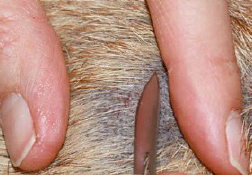 Zoetis